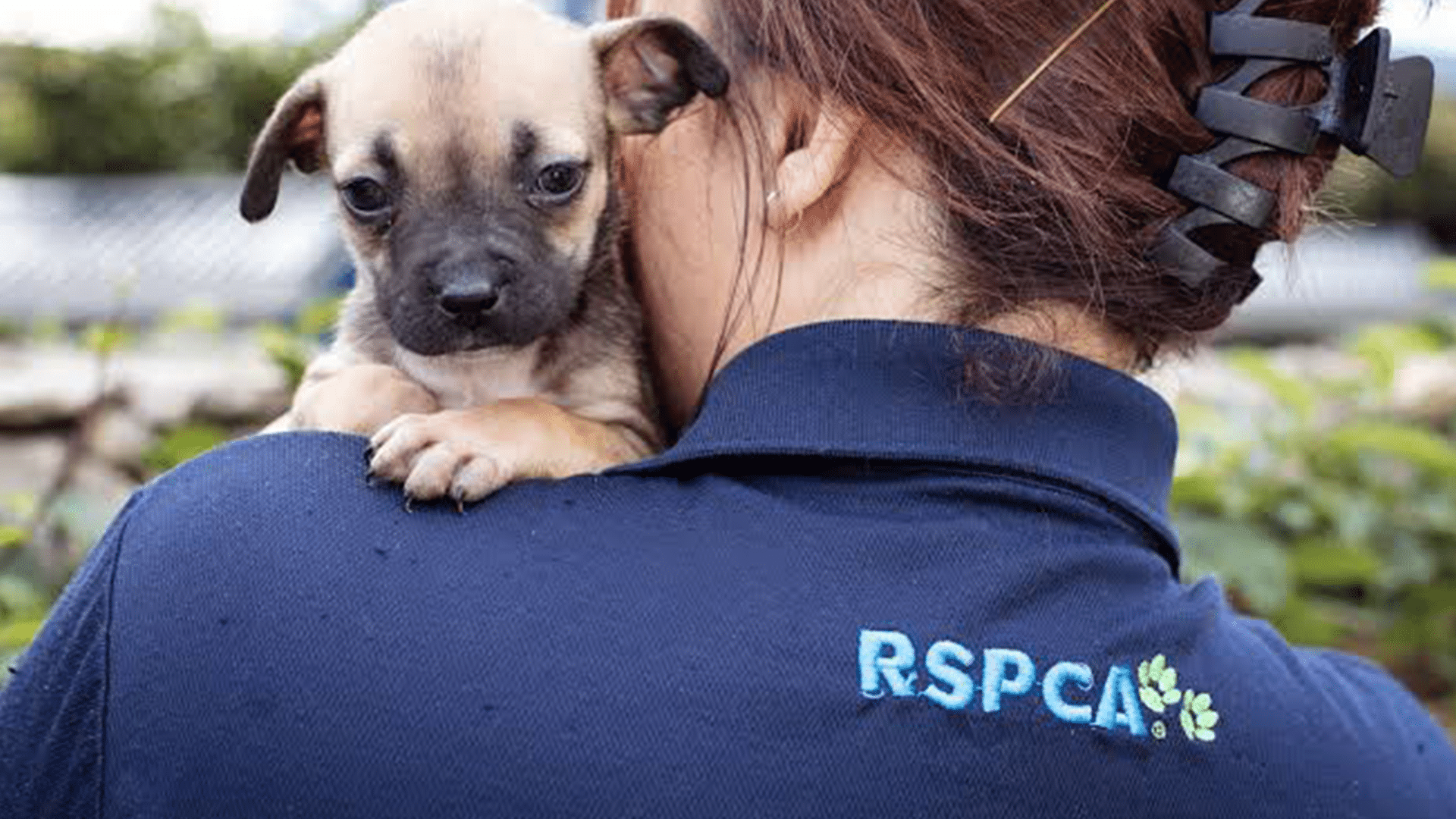 RSPCA: a origem da proteção animal no Reino Unido